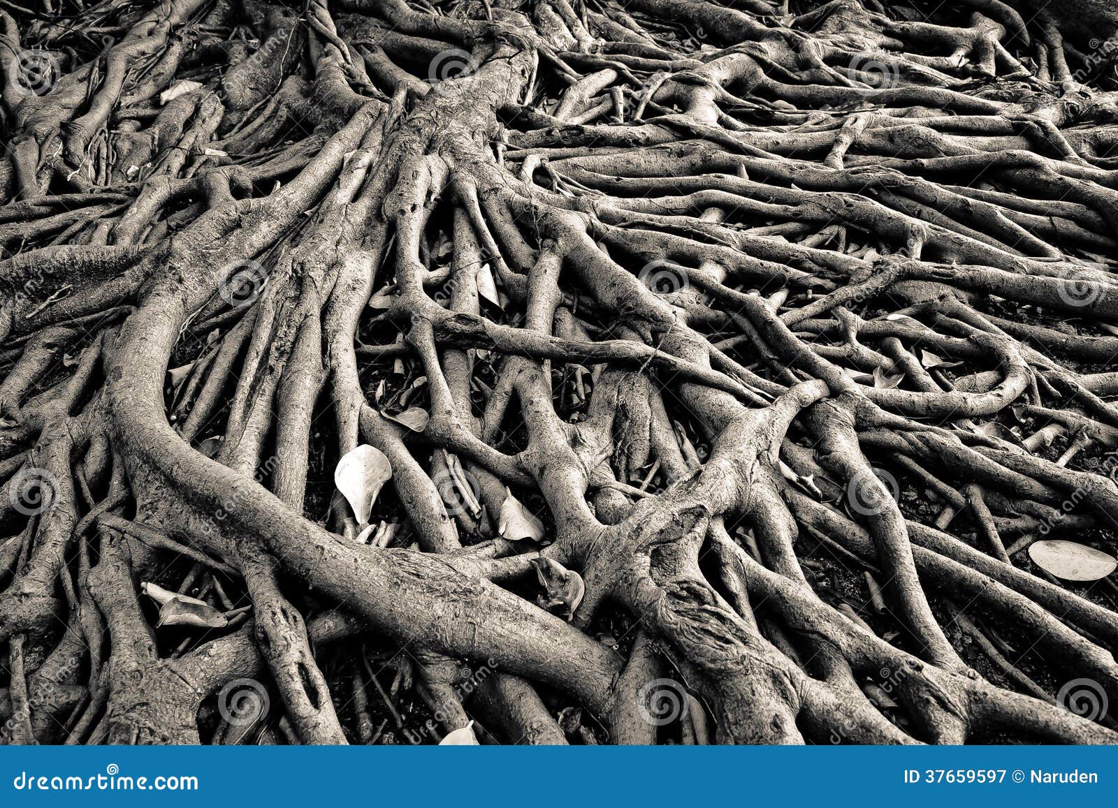 Banyan tree root stock image. Image of support, banyan - 37659597