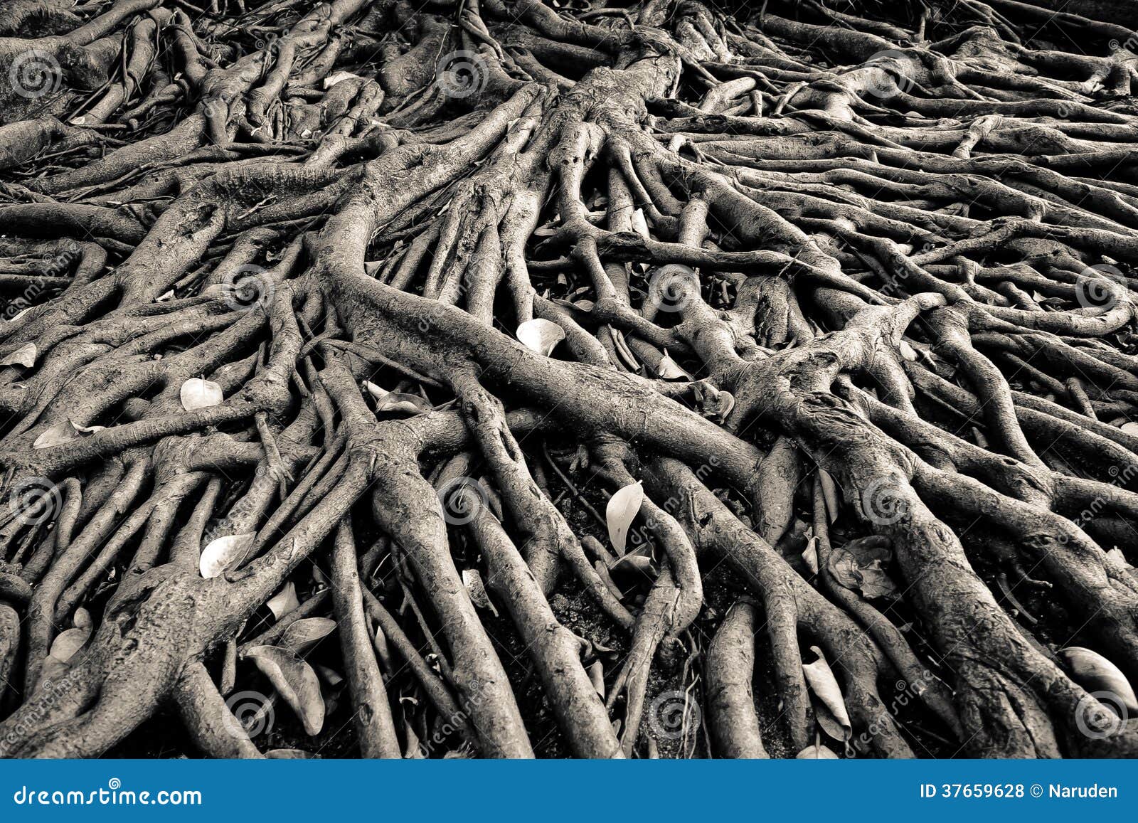 Banyan tree root stock photo. Image of texture, plant - 37659628