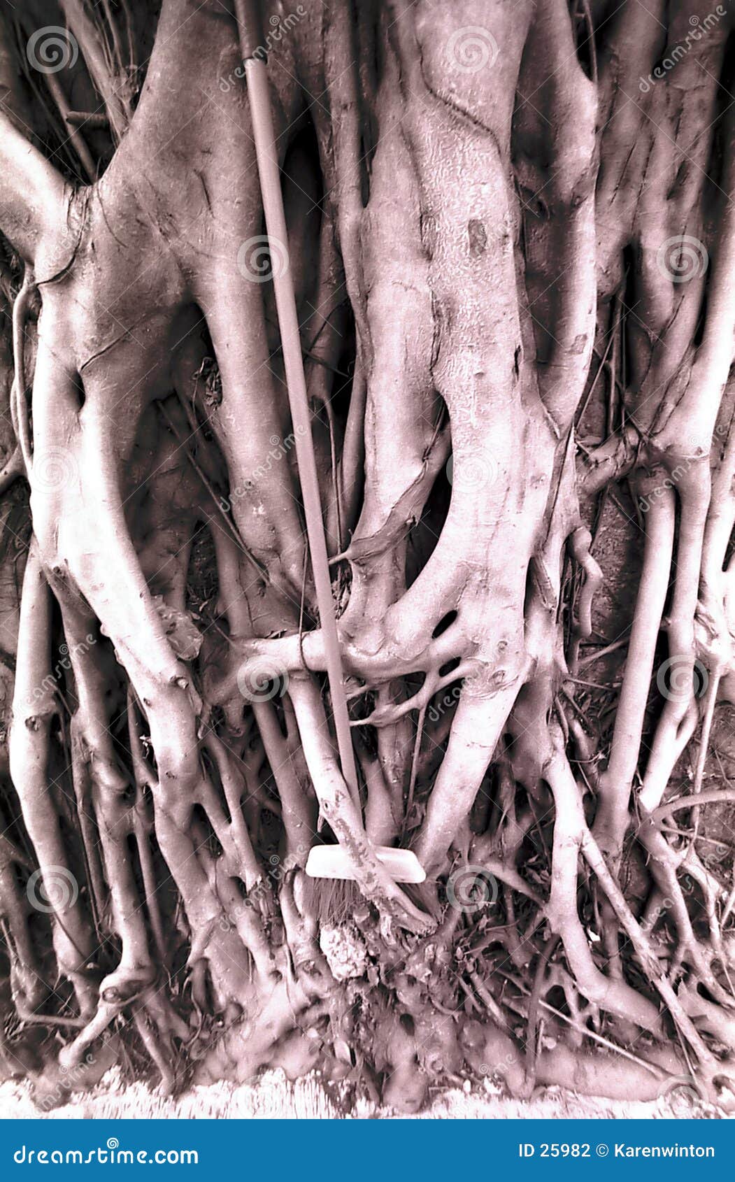 Banyan tree roots stock photo. Image of roots, urban, kong - 25982