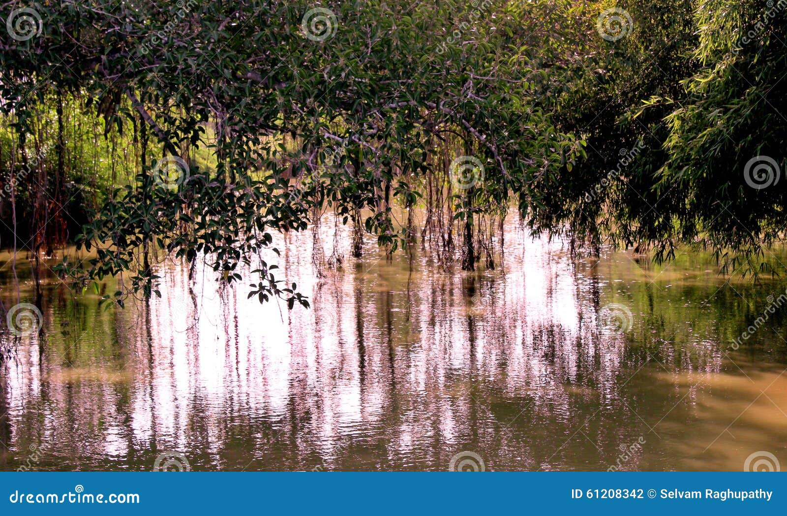 Banyan tree roots stock photo. Image of forest, peace - 61208342