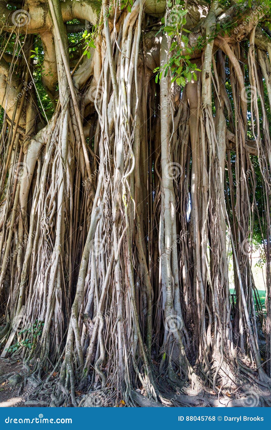 Banyan Tree Roots stock photo. Image of environment, plant - 88045768