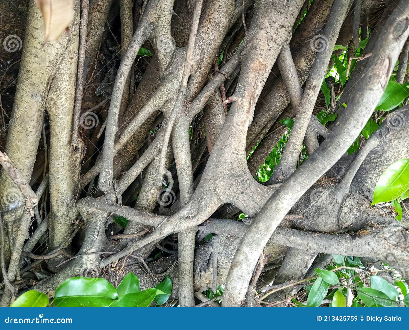 Banyan Tree Roots stock image. Image of tree, roots - 213425759