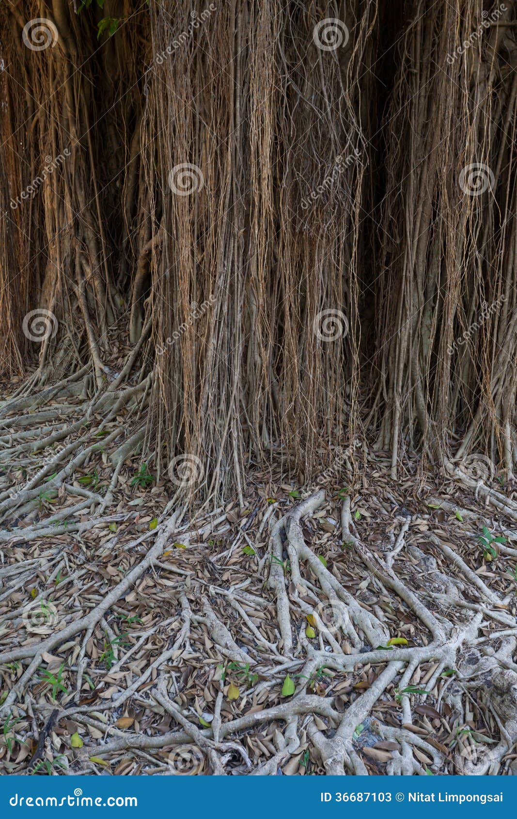 Banyan tree roots stock image. Image of jungle, gigantic - 36687103