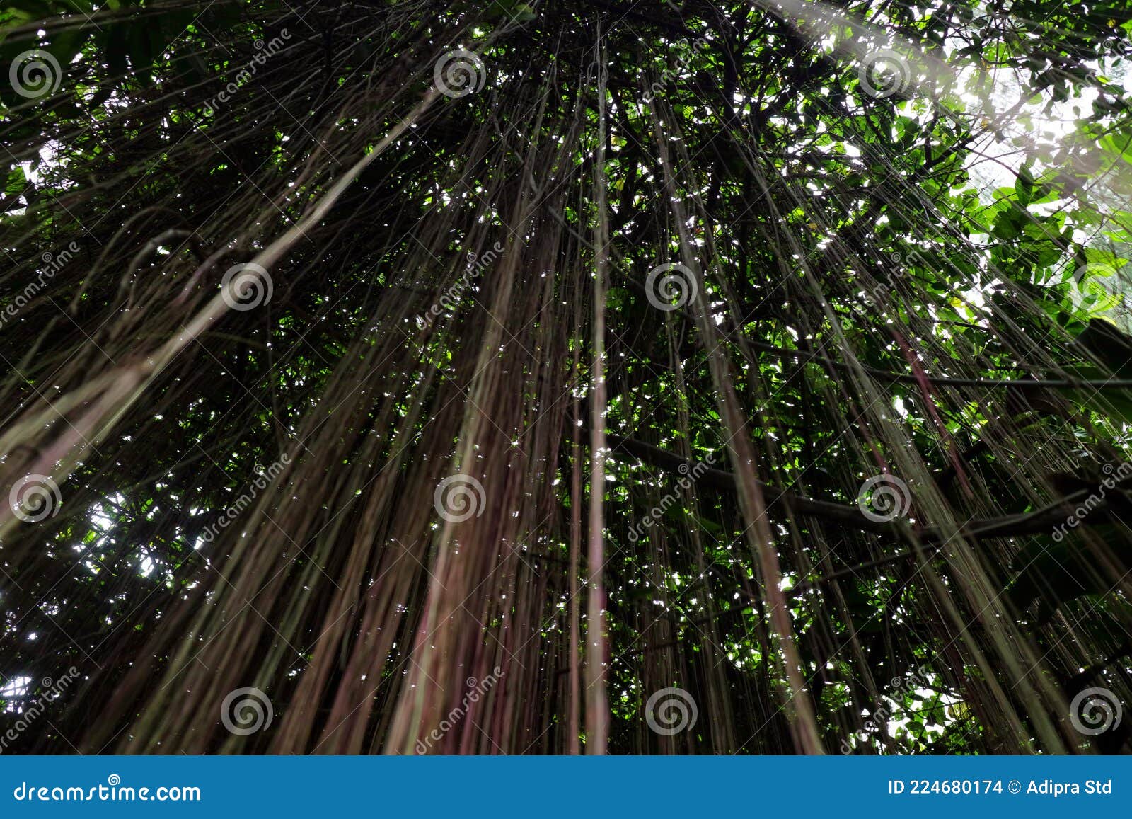 Banyan Tree Roots Dangling from Above Stock Photo - Image of nature ...
