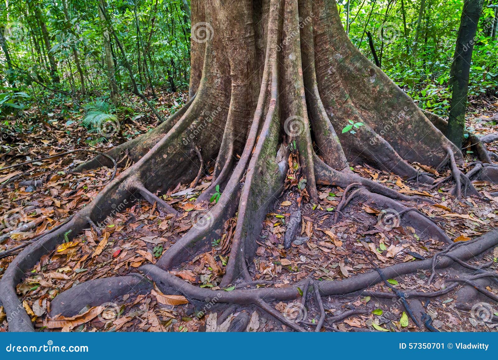 Banyan tree roots stock image. Image of nature, rain - 57350701
