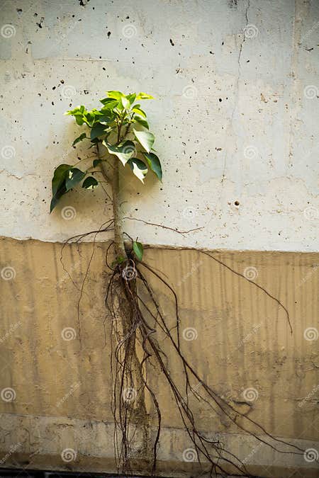 Banyan Tree with Roots Growing Out of the Wall Building Stock Image ...