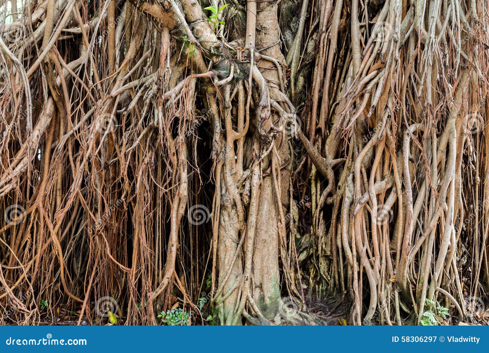 Banyan tree roots stock image. Image of feature, woodland - 58306297
