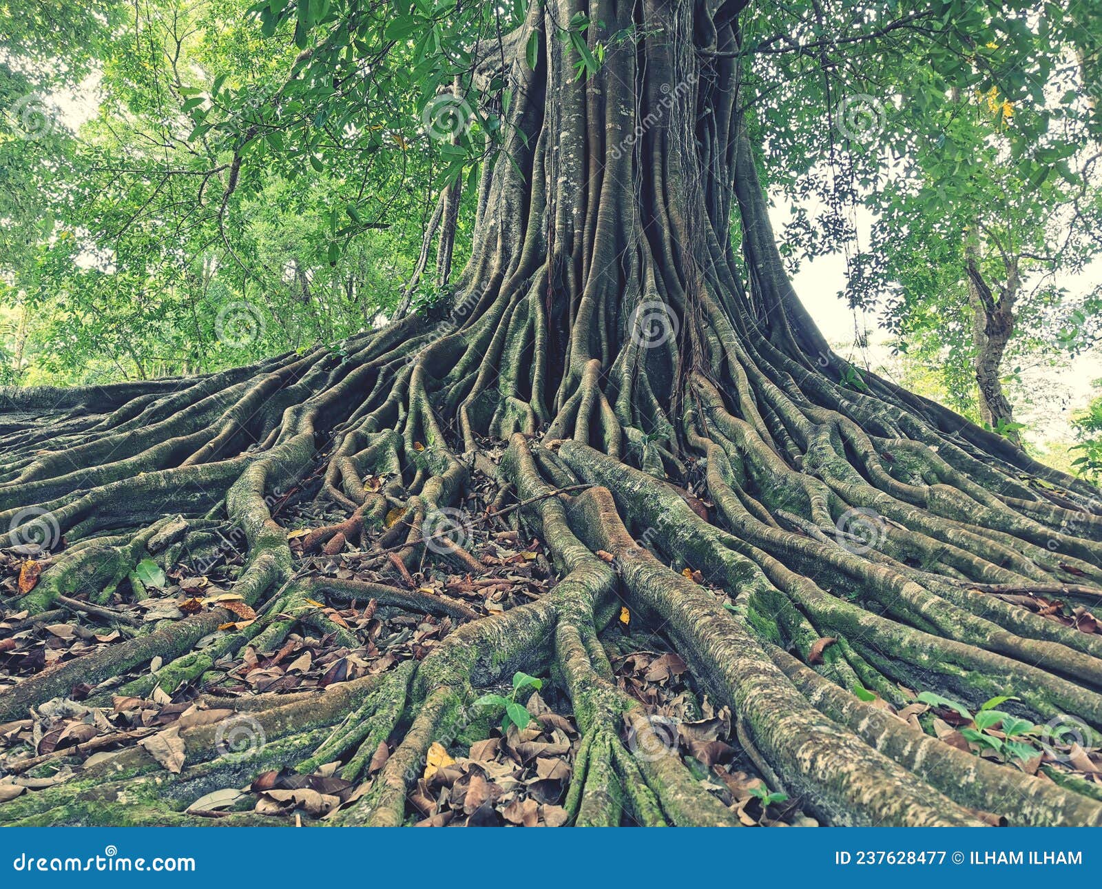 Lush tree roots stock image. Image of trunk, lush, flower - 237628477