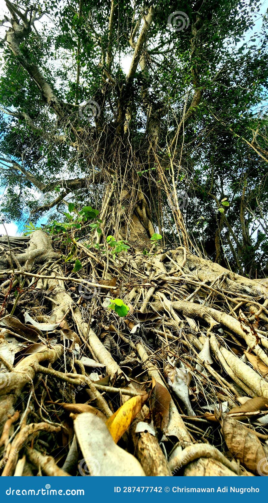 Banyan Tree Roots from a Low Angle Stock Photo - Image of nature ...