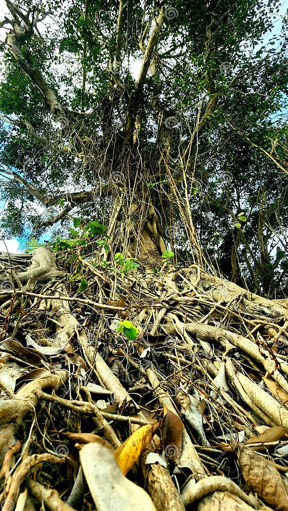 Banyan Tree Roots from a Low Angle Stock Photo - Image of nature ...