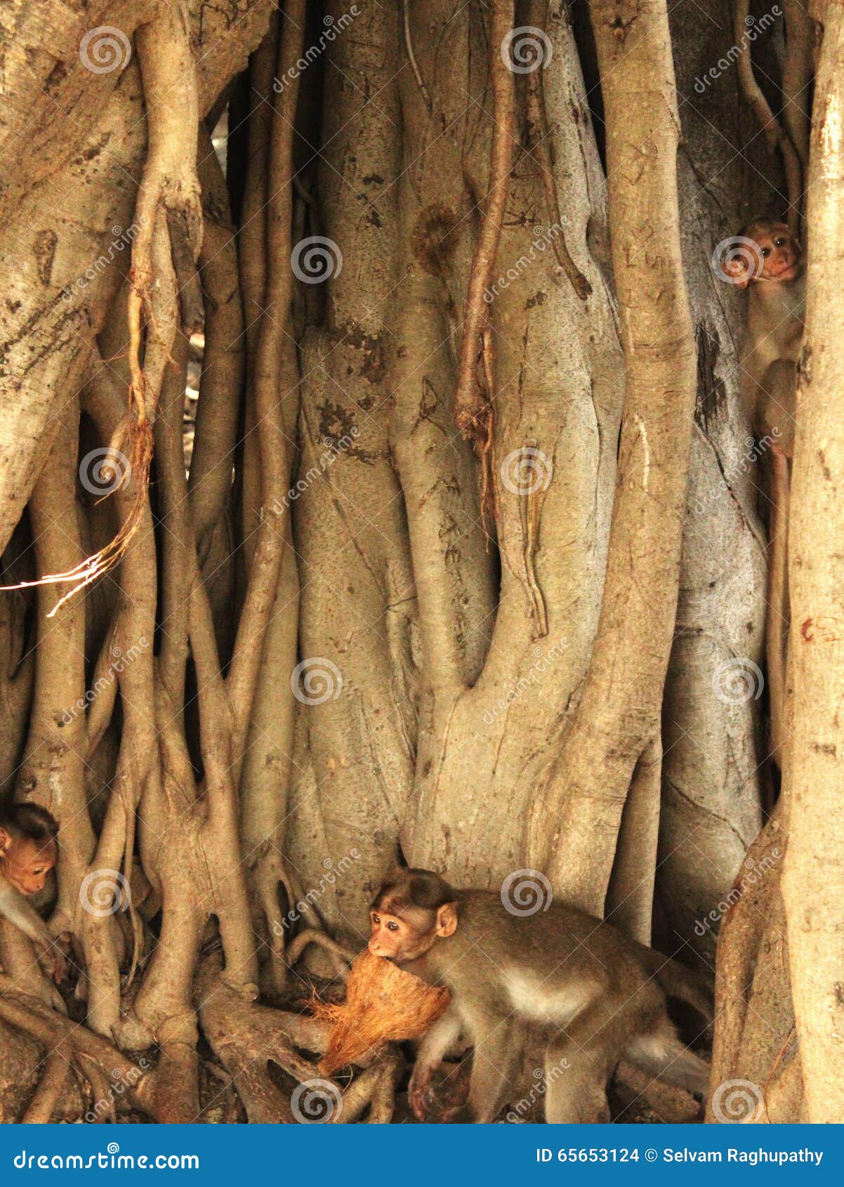 Banyan Tree Roots with Monkeys Stock Photo - Image of background, child ...