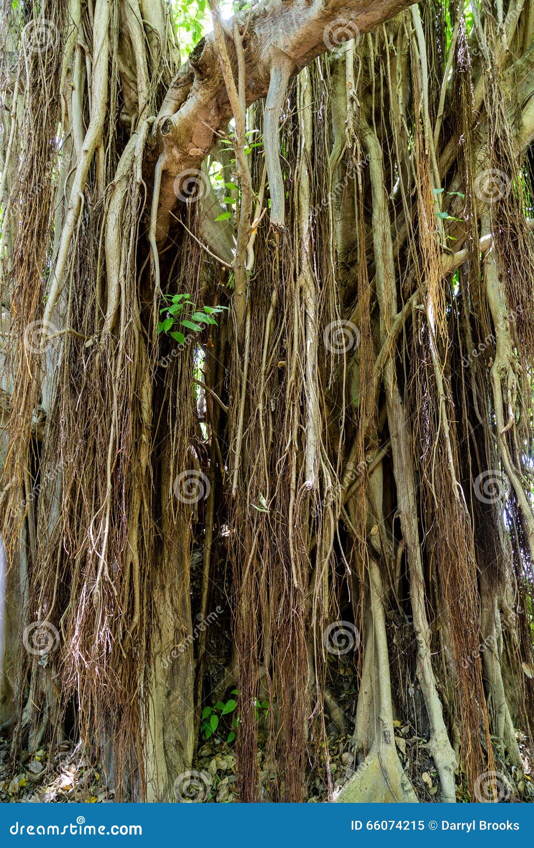 Banyan Tree Roots stock image. Image of branch, banyan - 66074215
