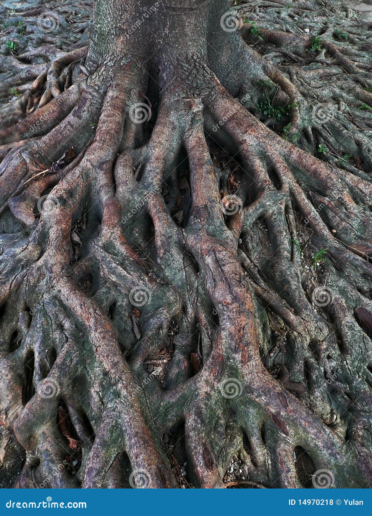 Surface Roots
