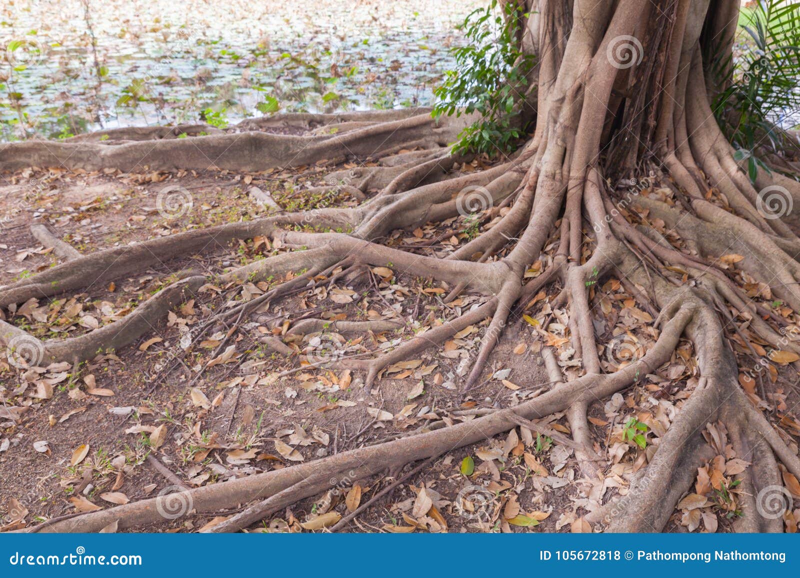 Banyan Tree Roots in the Park Stock Photo - Image of asia, park: 105672818