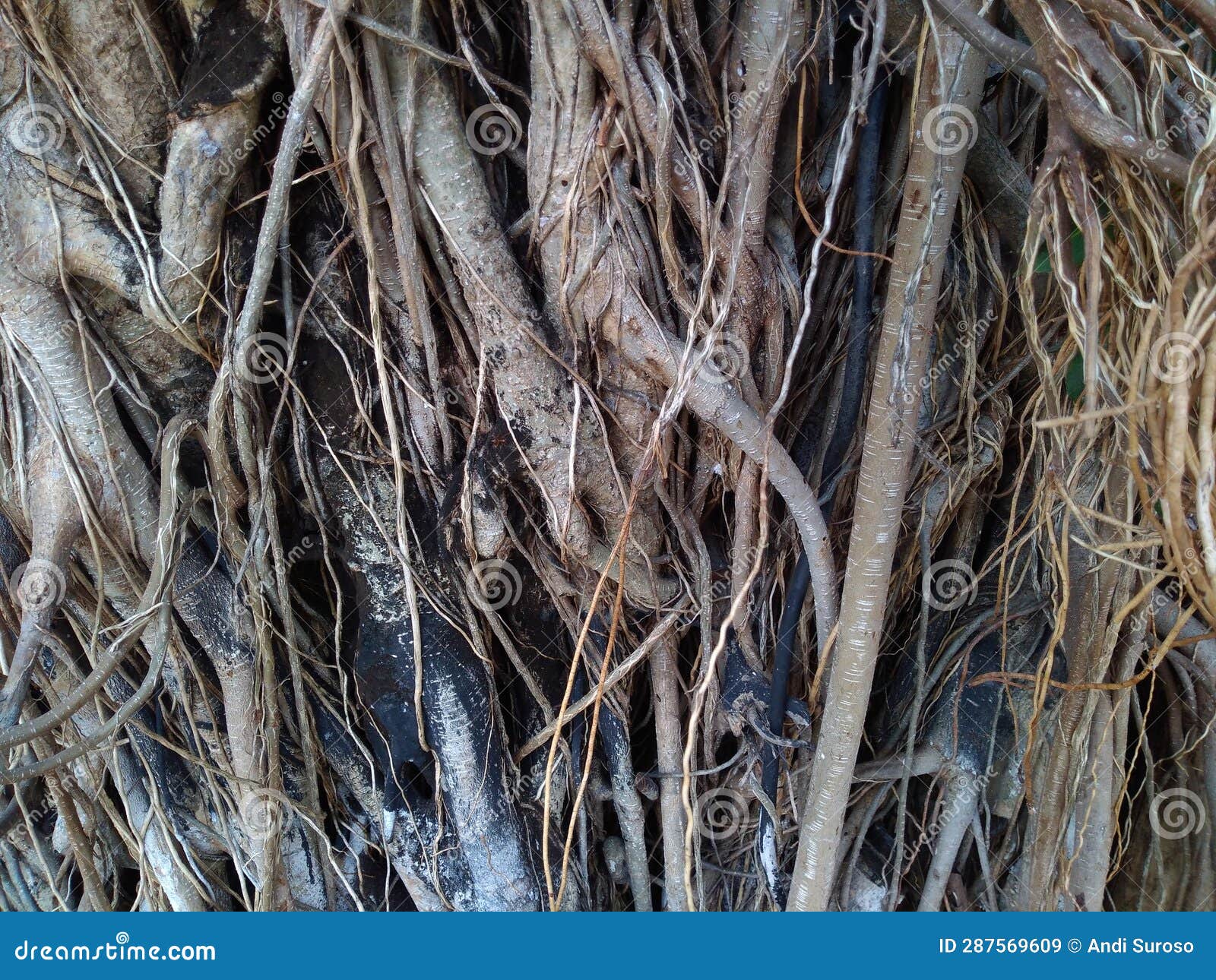 Banyan tree roots pattern. stock image. Image of park - 287569609