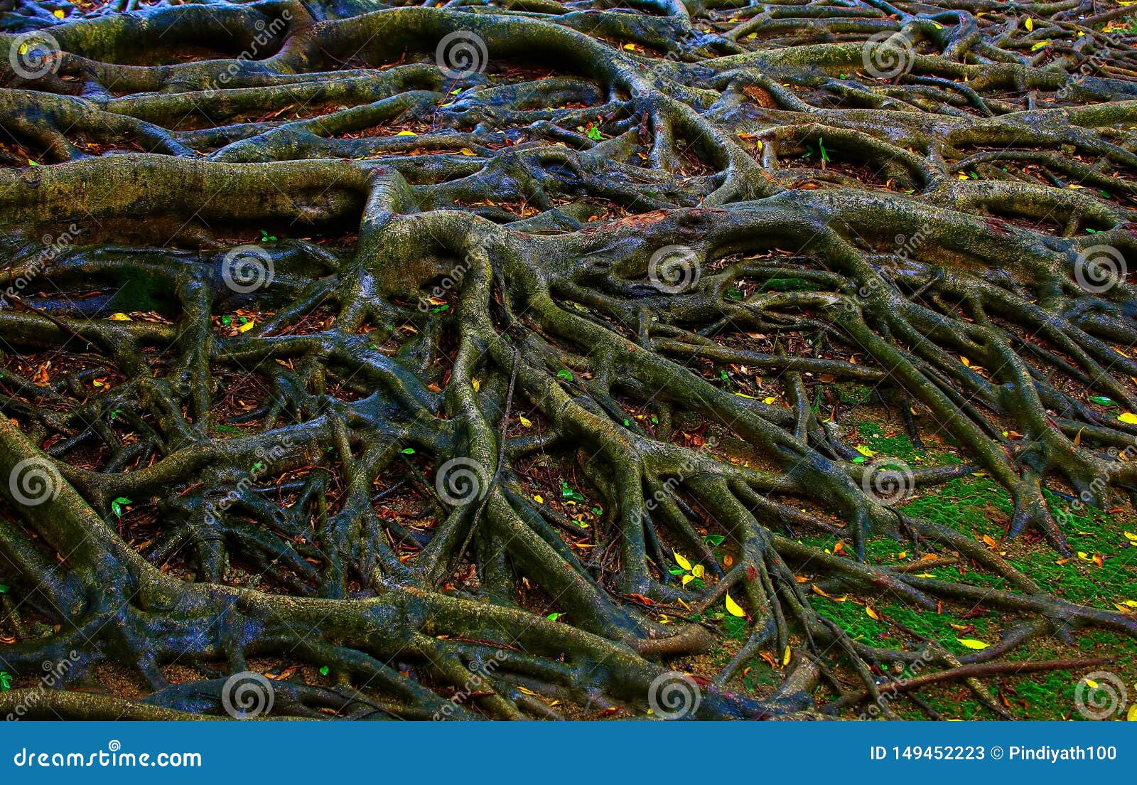 Banyan Tree Roots after the Rain Stock Image - Image of bark, outdoor ...