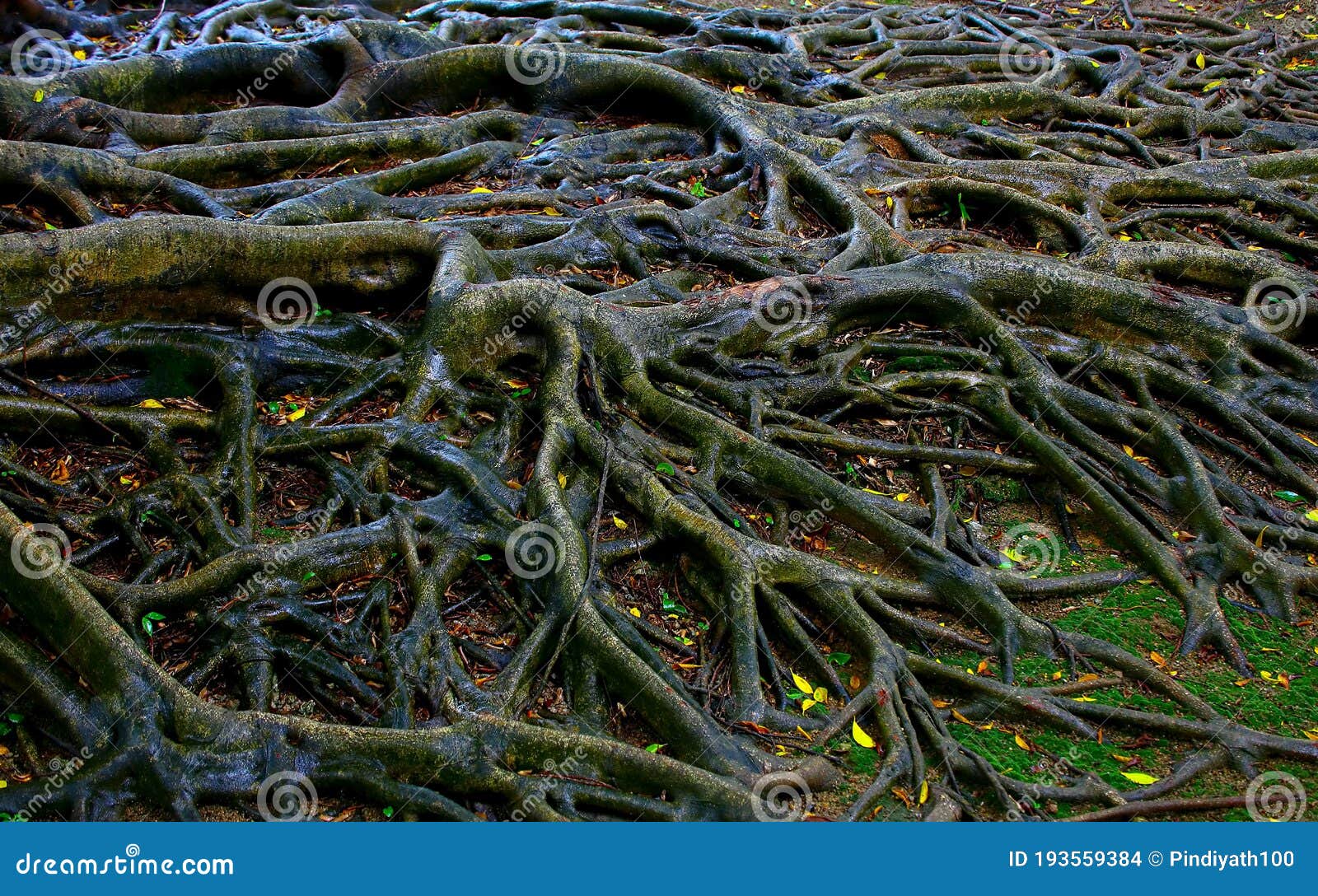 Banyan Tree Roots after the Rain Stock Photo - Image of large, aged ...