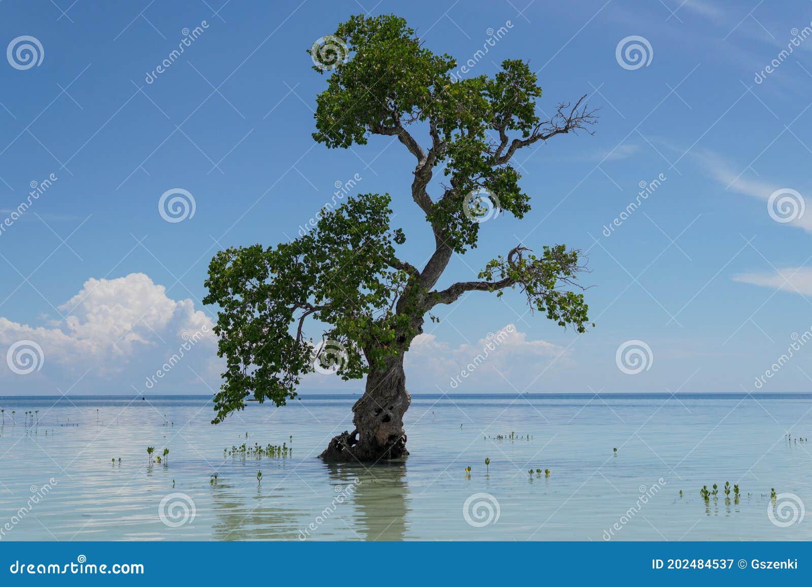 Banyan Tree and Sapling in the Beach, Under the Blue Sky. Stock Image ...