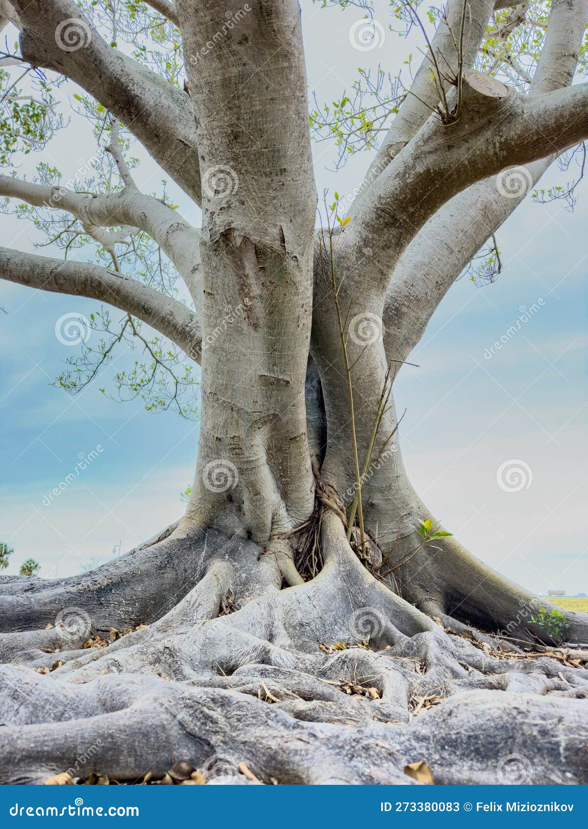 Banyan Tree Show from Low Ground Angle Stock Image - Image of nature ...