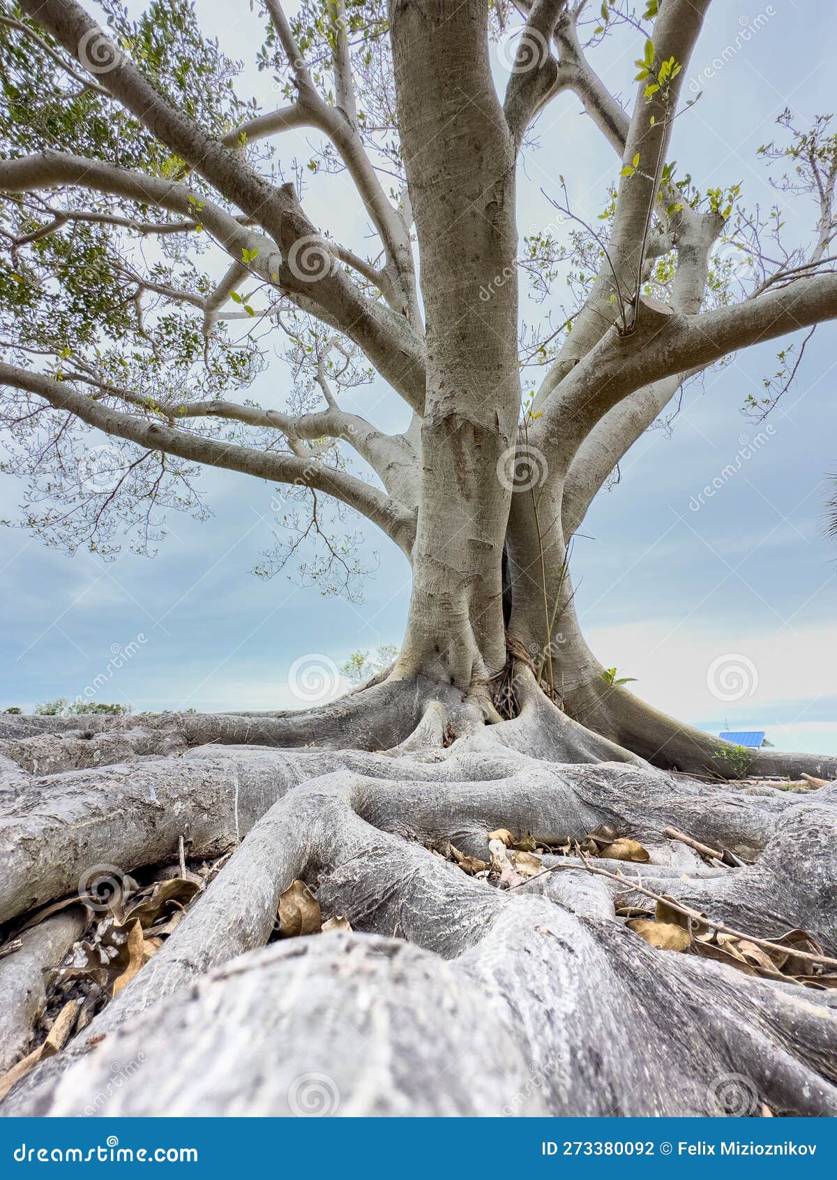 Big Tree Show Trunk Texture. Royalty-Free Stock Photo | CartoonDealer ...