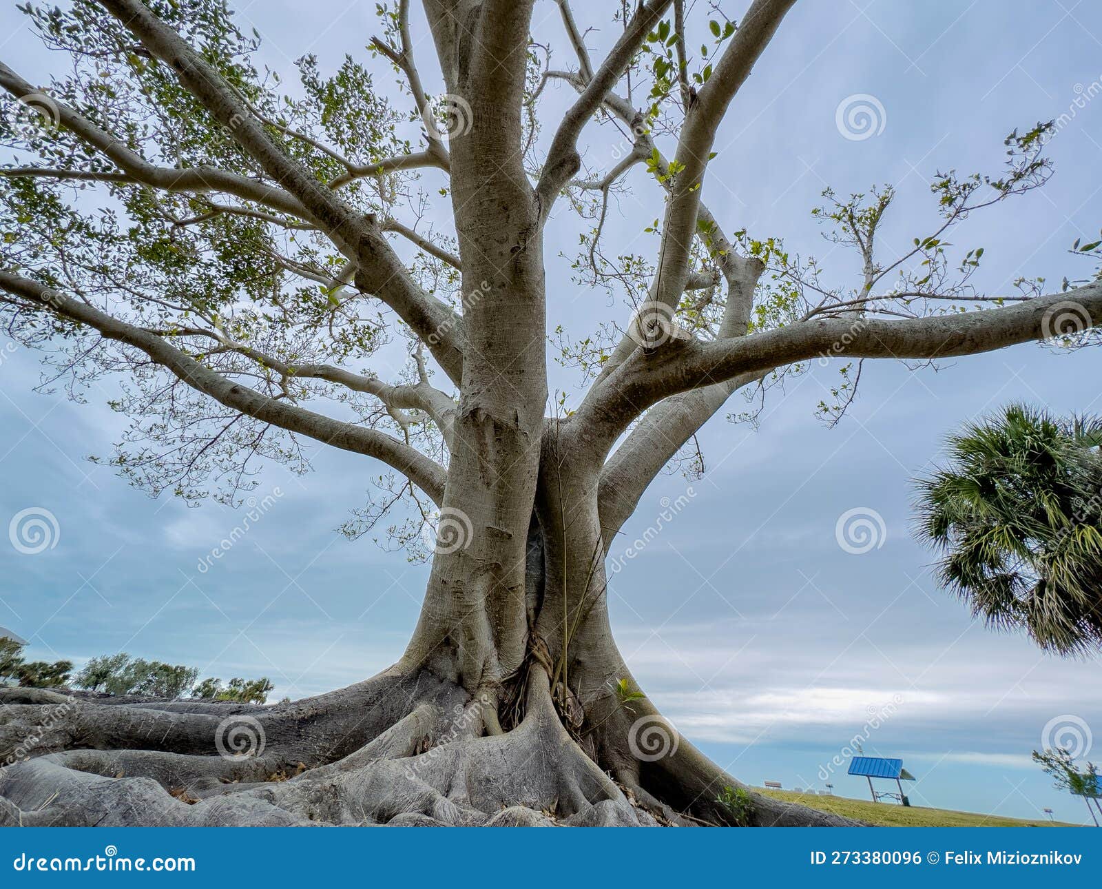 Banyan Tree Show from Low Ground Angle Stock Photo - Image of florida ...