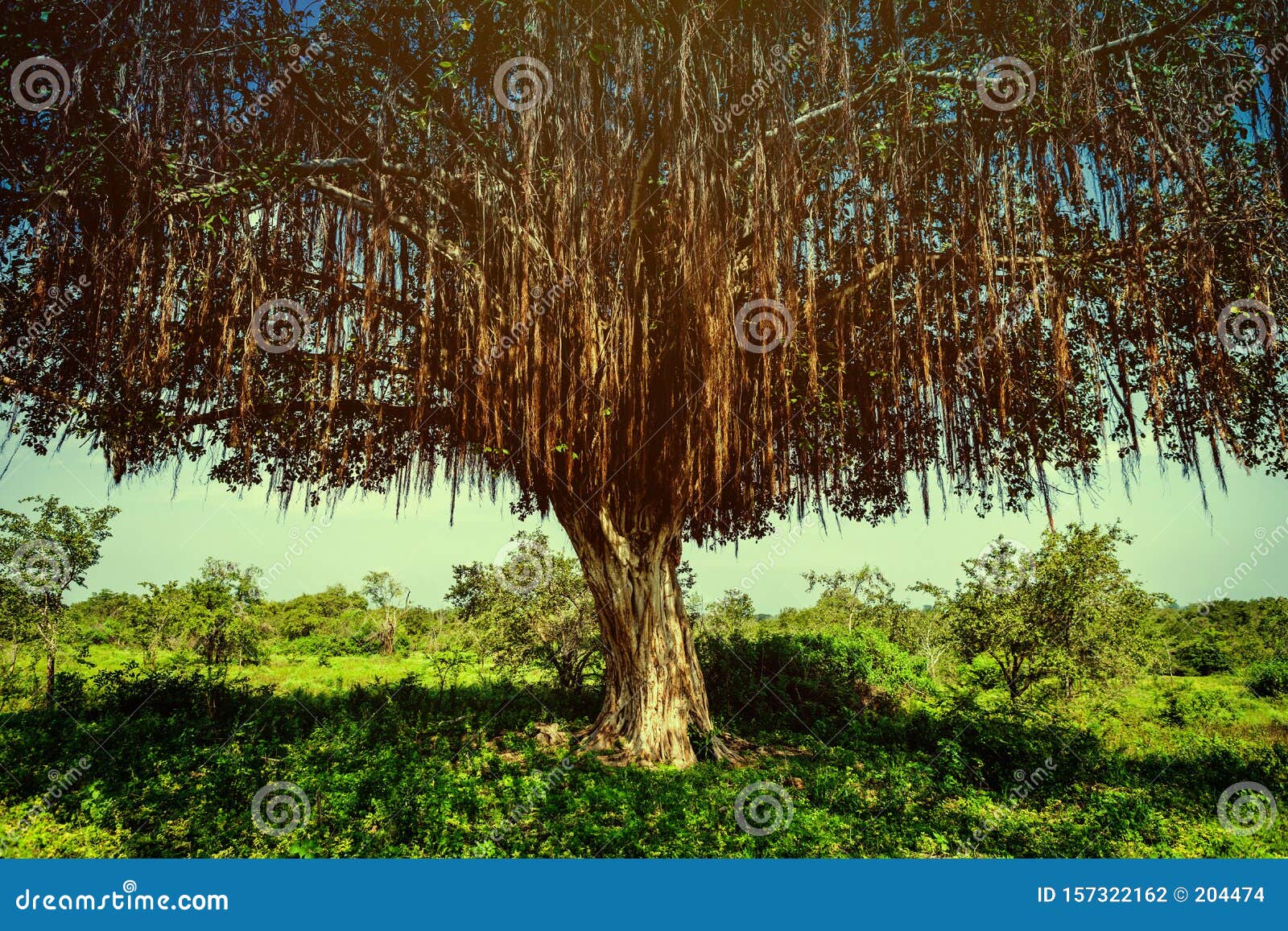 Banyan Tree with Spreading Branches and Falling Vines. Tree of Life ...