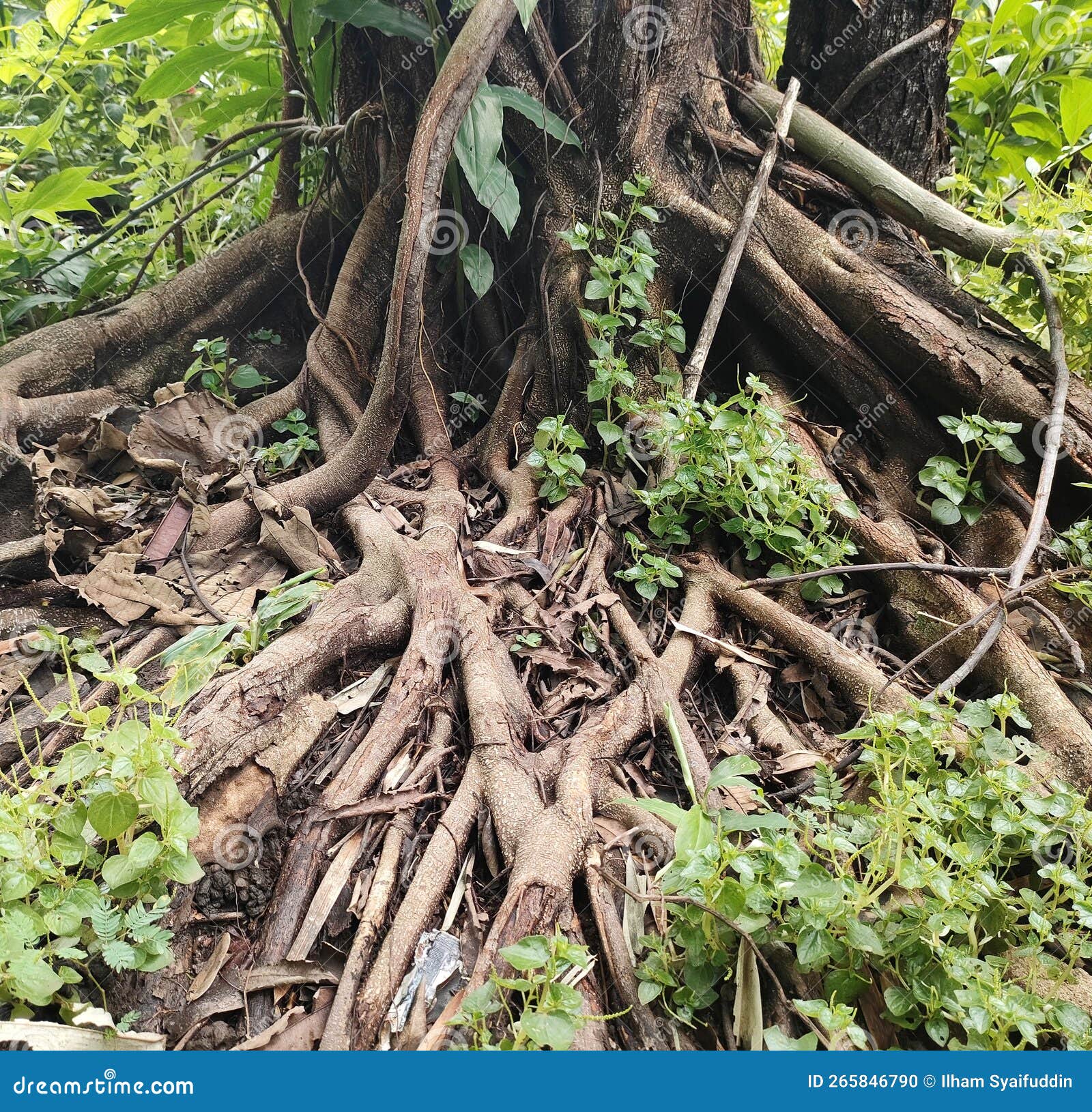 Root of tree stock photo. Image of garden, produce, jungle - 265846790