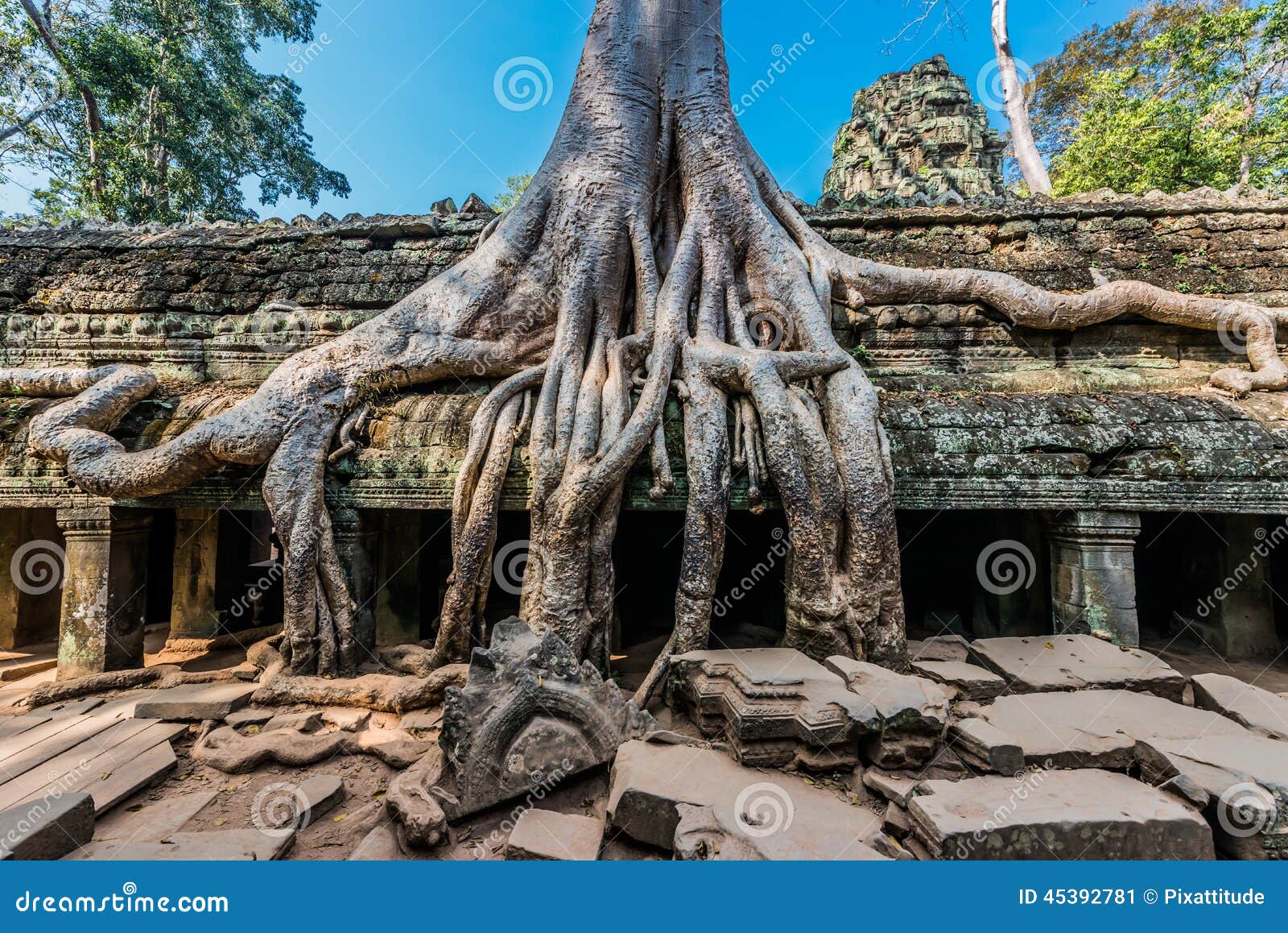 Angkor Wat Banyan Roots Temple Ruins Cambodia Royalty-Free Stock ...