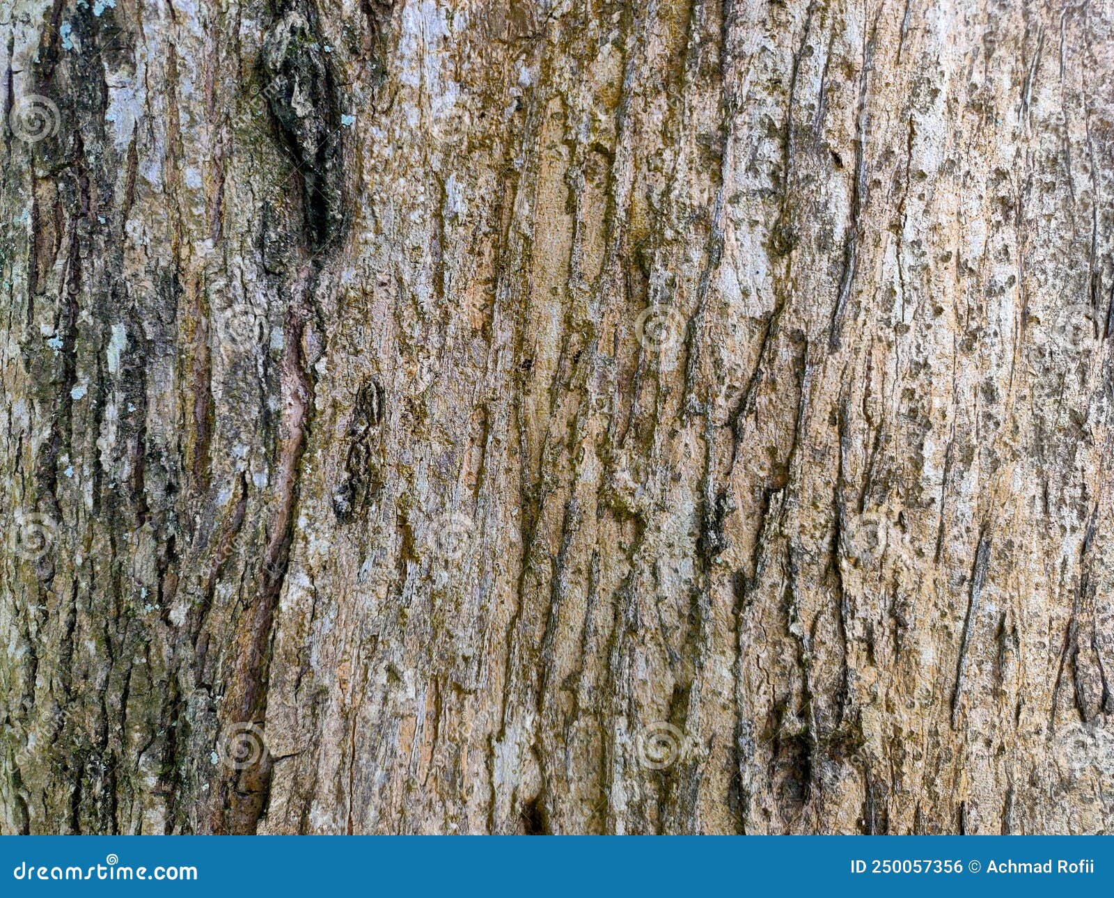 Banyan tree texture stock photo. Image of forest, grey - 250057356