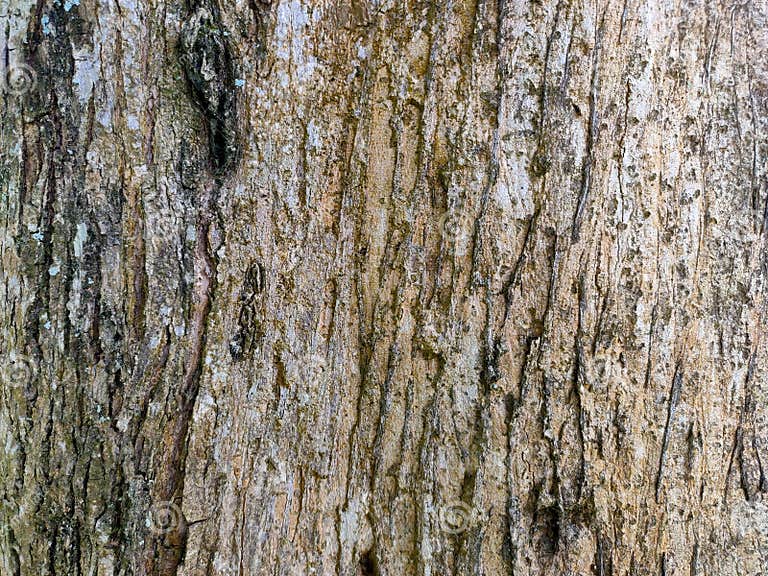 Banyan tree texture stock photo. Image of forest, grey - 250057356