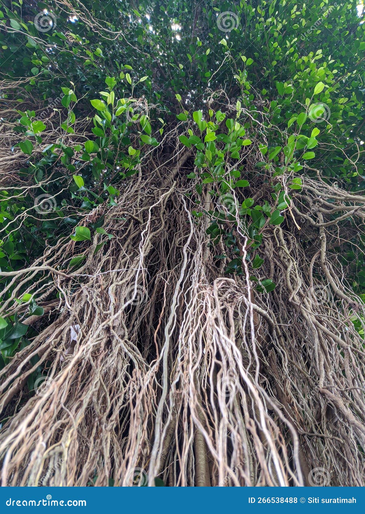 Banyan Tree with Thick Roots. Bottom View Stock Photo - Image of ...