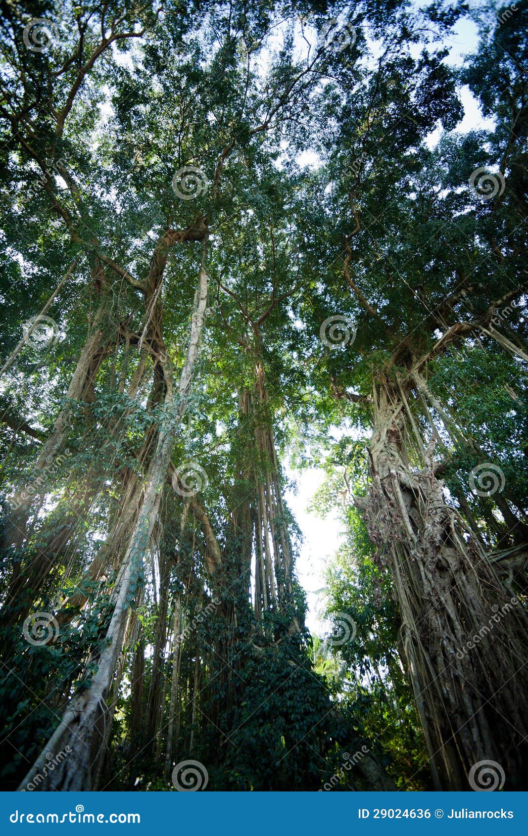 Banyan Tree in Tropical Forest, Bali, Indonesia Stock Photo - Image of ...