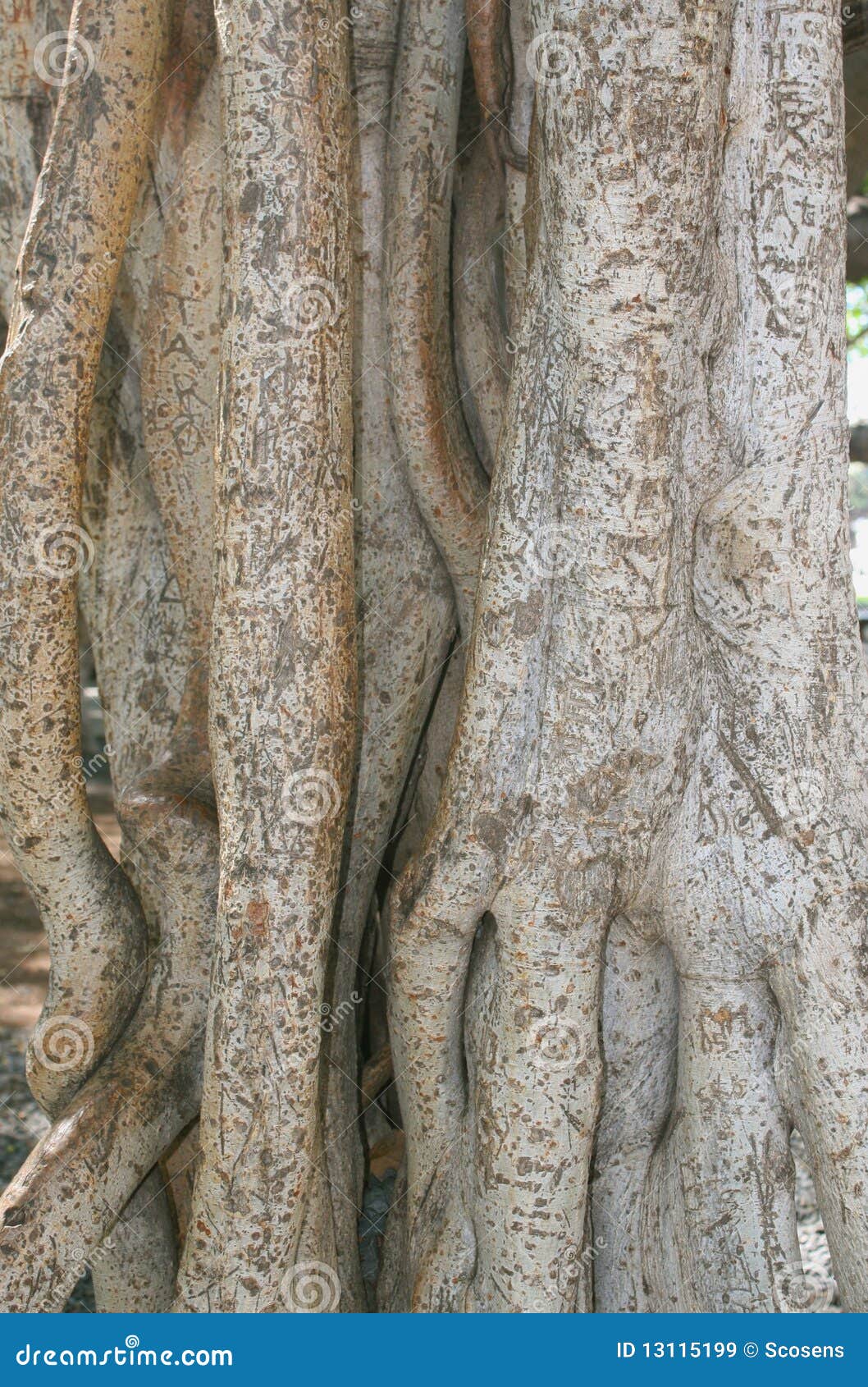 Banyan Tree Trunk stock image. Image of bark, tropical - 13115199