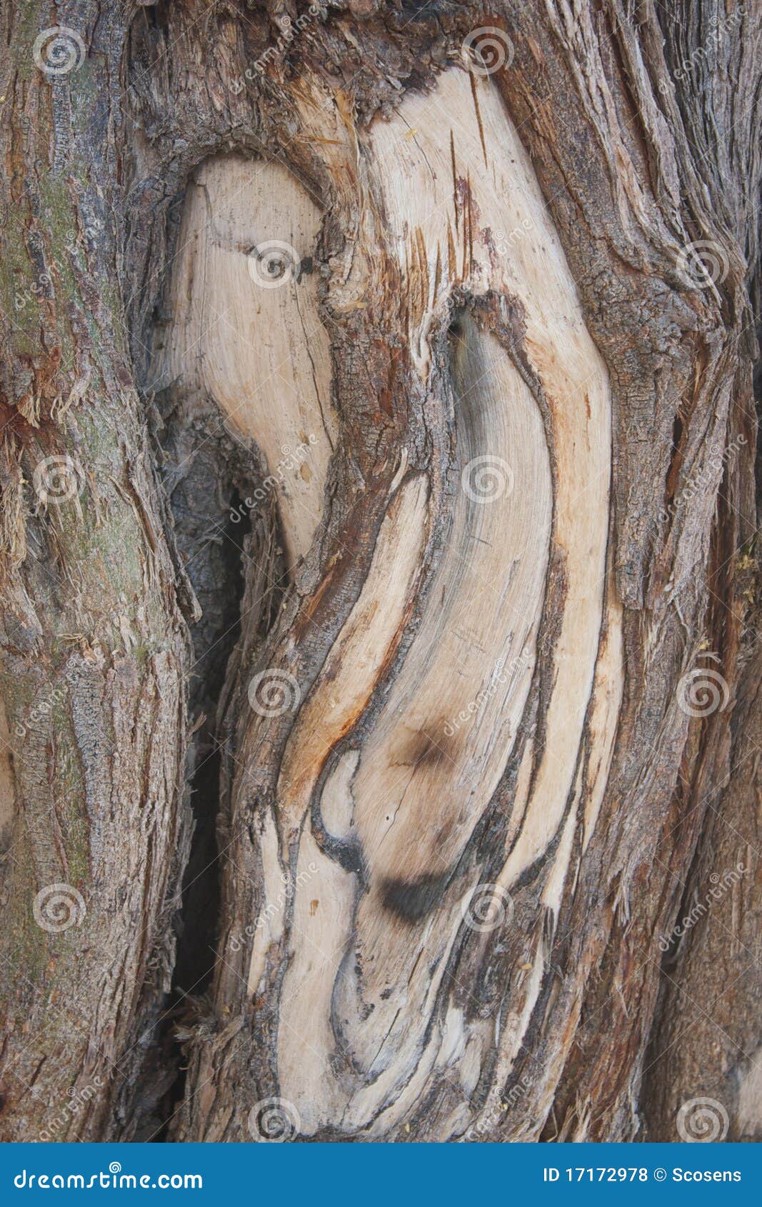 Banyan Tree Trunk stock photo. Image of tree, abstract - 17172978