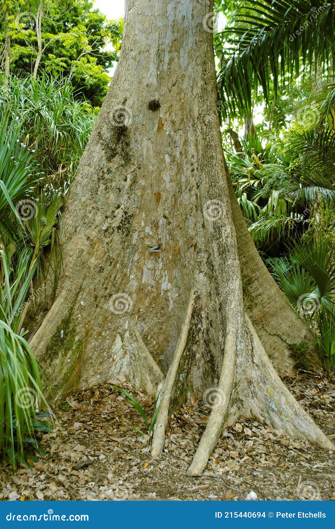 Banyan tree trunk stock photo. Image of horticultural - 215440694