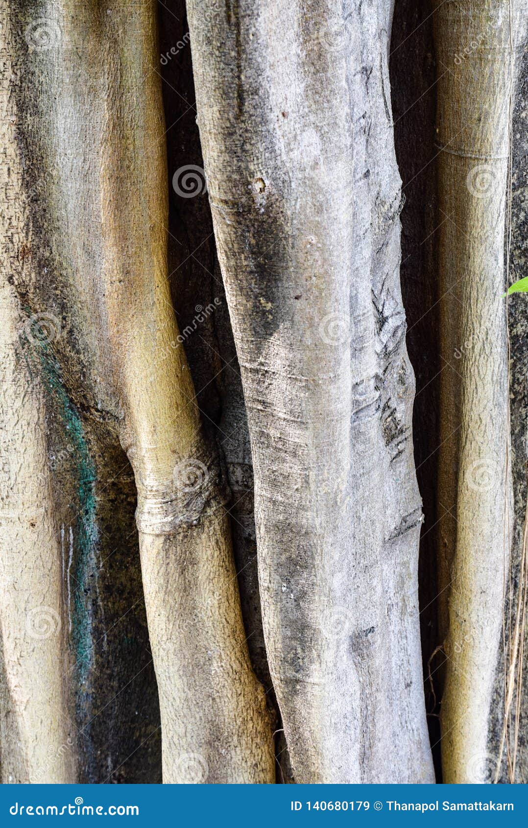 Banyan tree trunk stock image. Image of leaf, banyan - 140680179