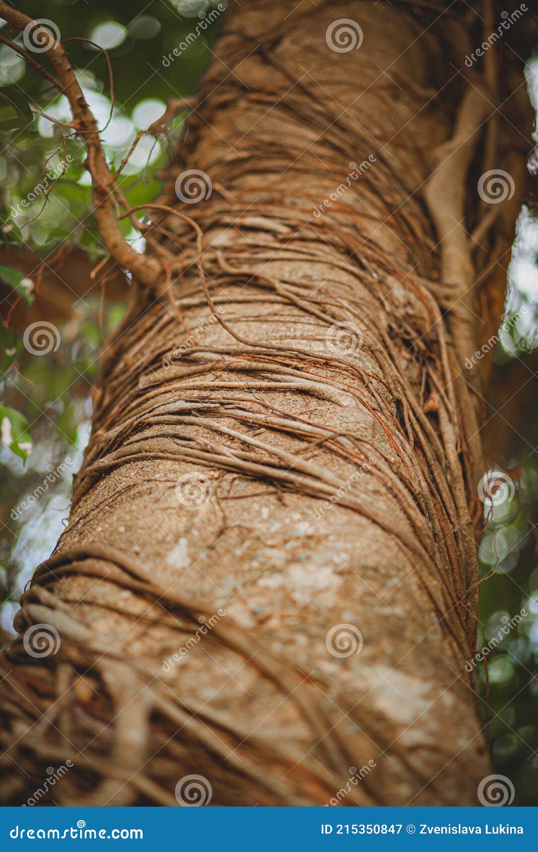 Banyan Tree Trunk Bottom View,summer in Asia Stock Image - Image of ...