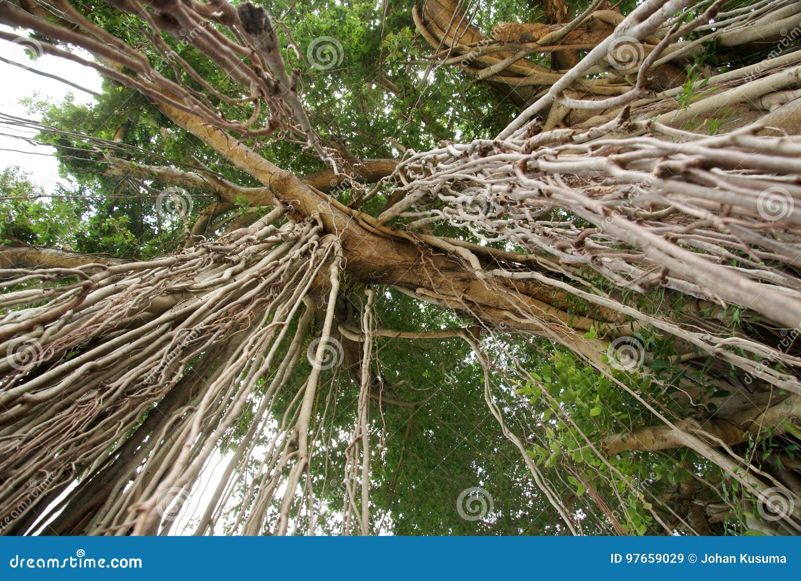Banyan Tree Trunk and Branches Stock Image - Image of natural, beauty ...