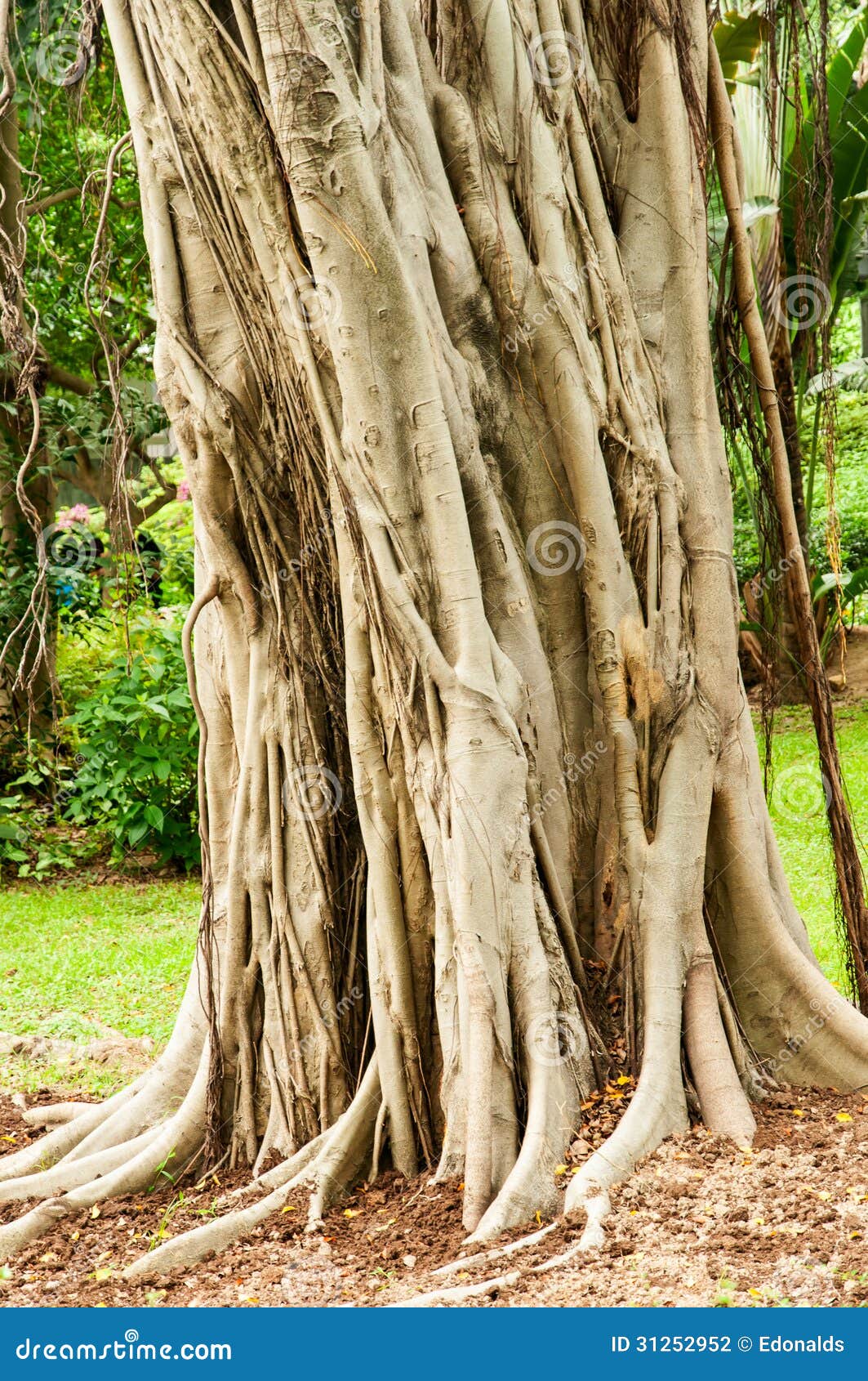 Banyan Tree stock photo. Image of outdoor, upright, tropical - 31252952