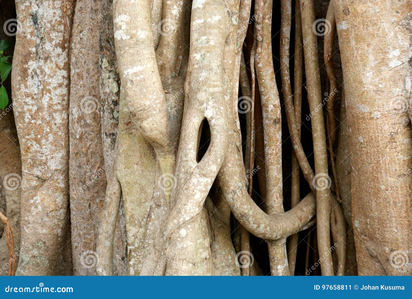 Banyan Tree Trunk in Close Up Stock Image - Image of beautiful, beauty ...