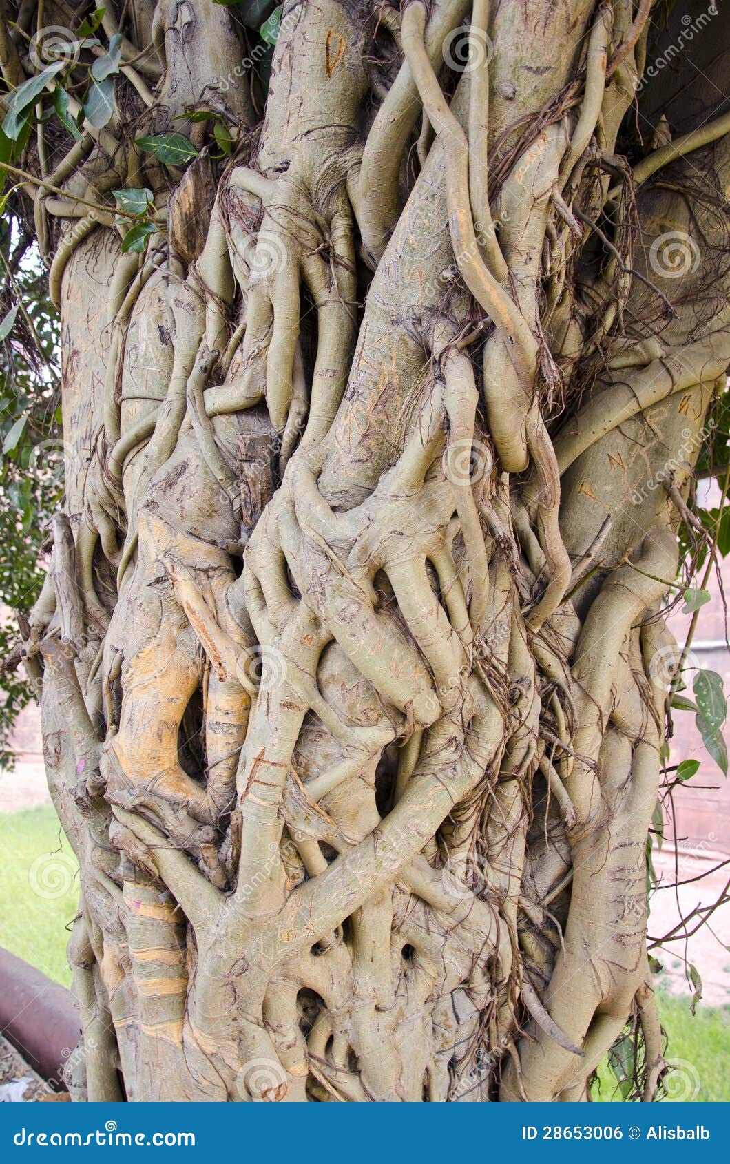 Banyan Tree Trunk in India, Delhi Stock Photo - Image of strong, ficus ...
