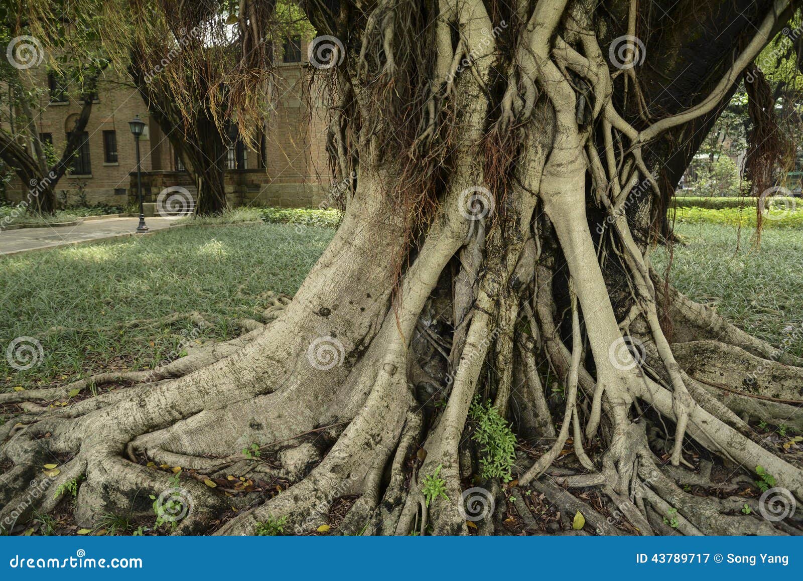 Banyan Tree stock image. Image of botany, trunk, flora - 43789717