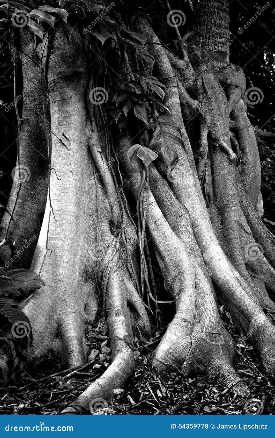Banyan Tree Trunk and Roots Stock Photo - Image of tree, texture: 64359778