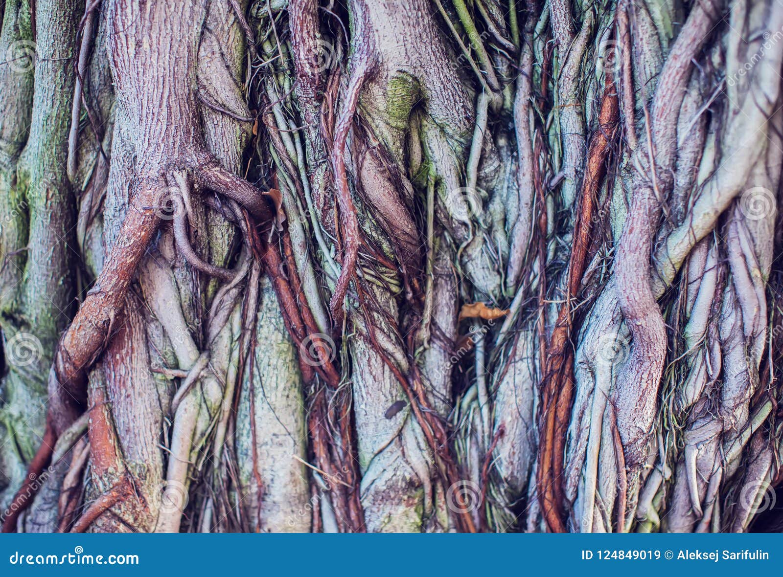 Texture Of Root Oak, Wood Texture Royalty-Free Stock Image ...