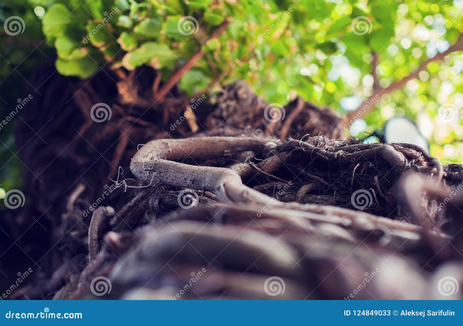 Texture Of Root Oak, Wood Texture Stock Photography | CartoonDealer.com ...