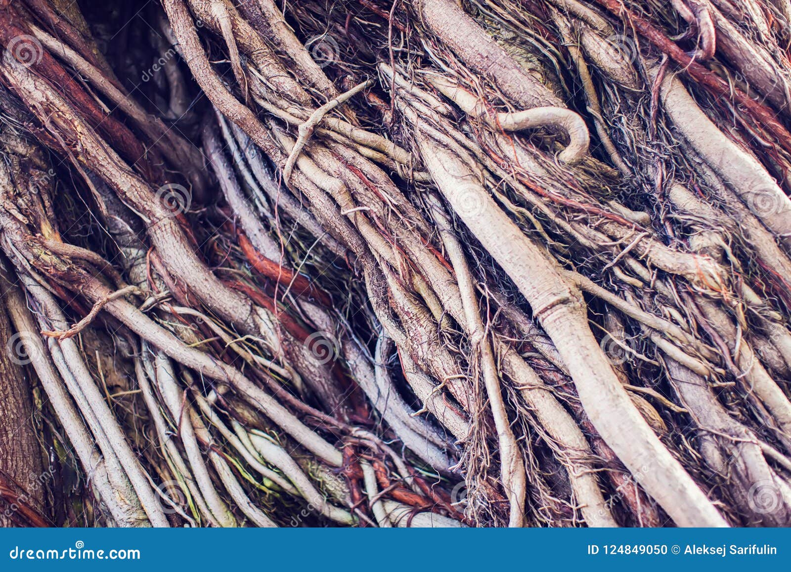 Texture Of Root Oak, Wood Texture Stock Photography | CartoonDealer.com ...