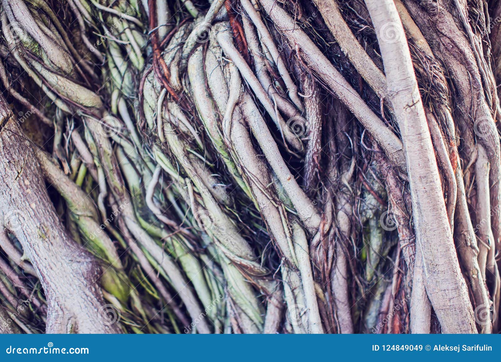 Texture Of Root Oak, Wood Texture Royalty-Free Stock Image ...