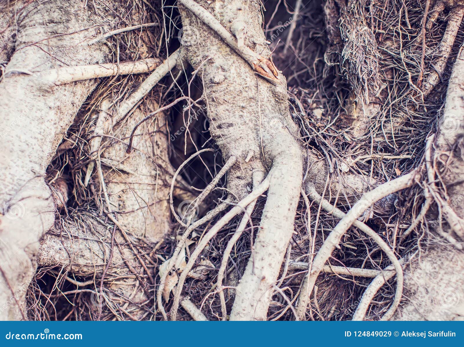 Texture Of Root Oak, Wood Texture Royalty-Free Stock Image ...