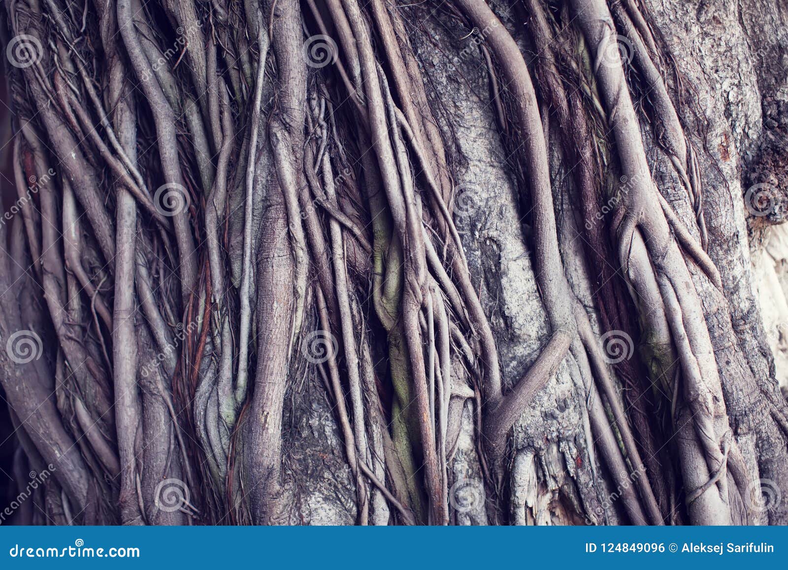 Texture Of Root Oak, Wood Texture Royalty-Free Stock Image ...