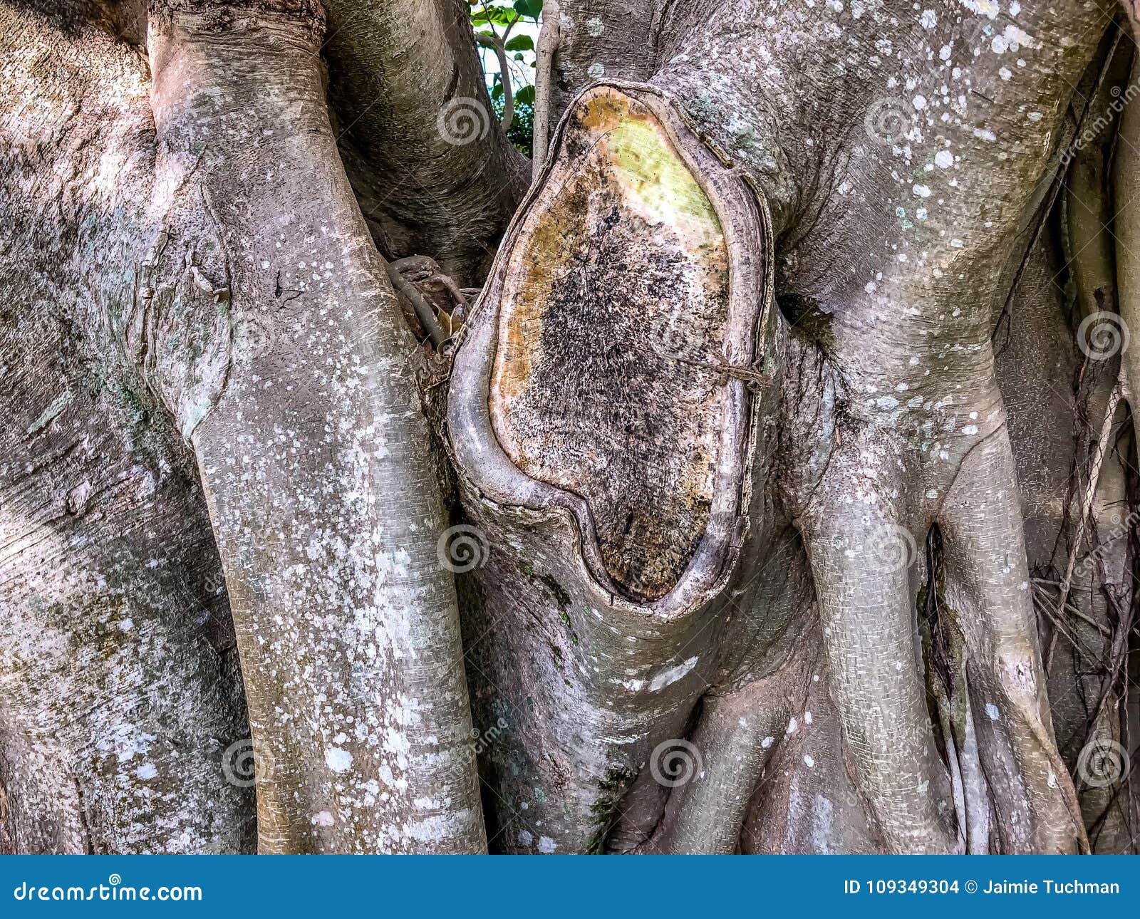 Banyan tree trunks stock photo. Image of gulf, honolulu - 109349304